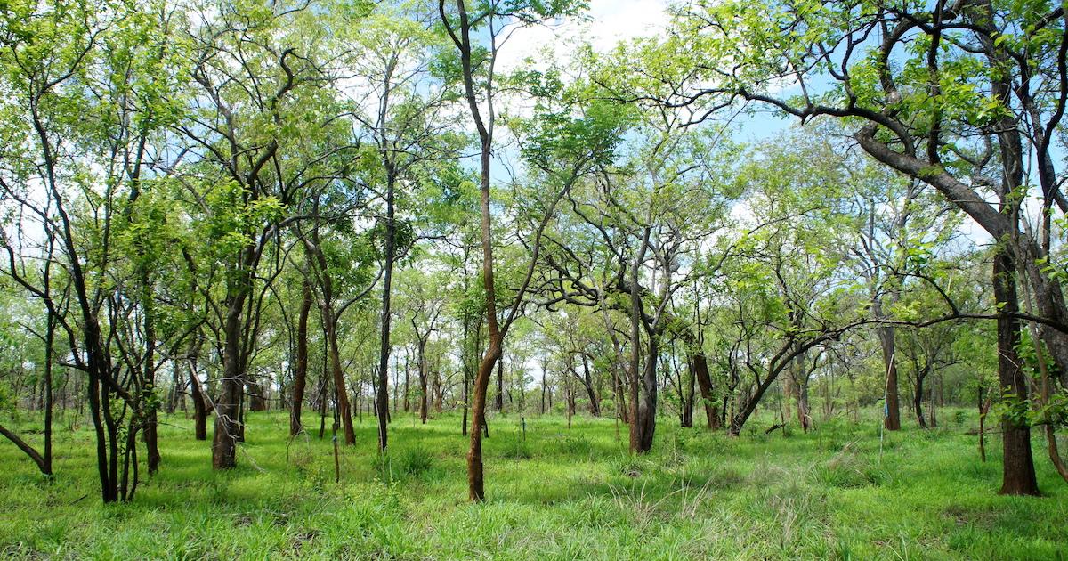 Harmony Between Forests and Communities Echoes in Tanzania | The ...