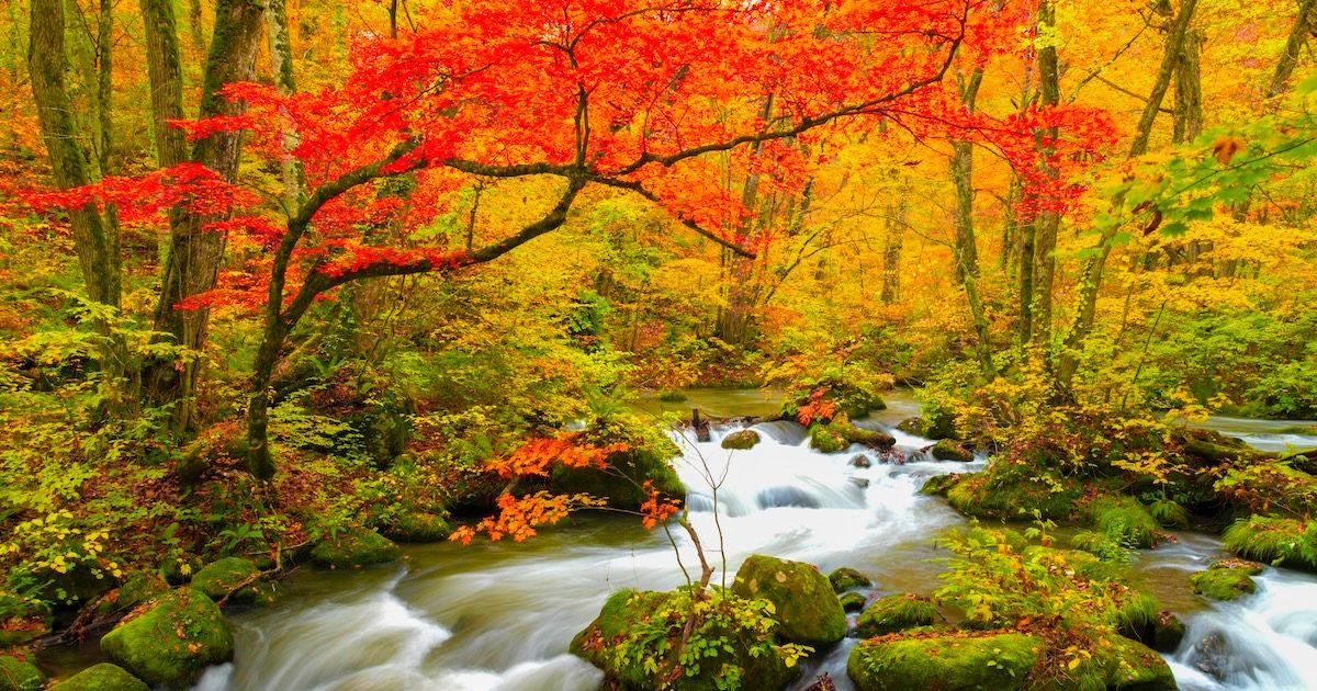 Autumn Foliage Turns Japan into a More Dynamic Landscape | The ...